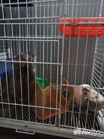 Шиншилла Шиншиллы парочка с клеткой