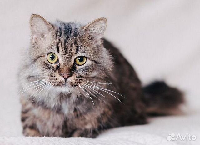 Котик Пуш ищет дом