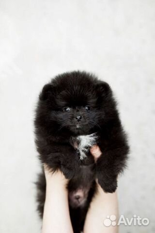 Померанский шпиц мальчик