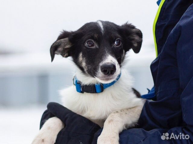 Арти ищет дом