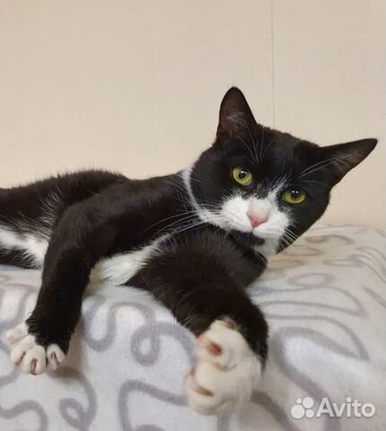Ласковый котик маркиз Томас 1 год в дар