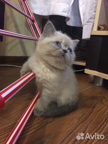 Шотландский котенок
