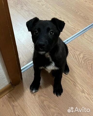 Собака по имени Лютик