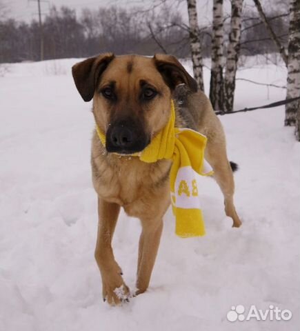 Лео нужен дом