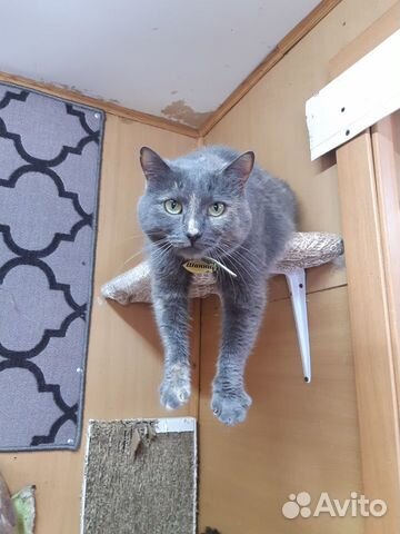 Очаровательная кошечка зайка