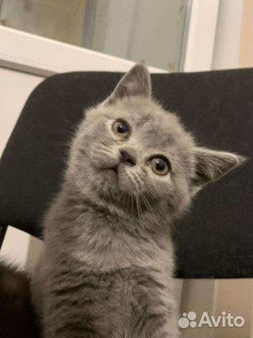 Шотландские прямоухие котята