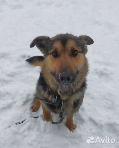 Собака в добрые руки овчарка