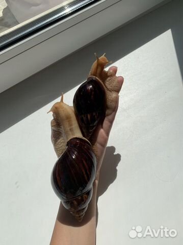 Улитки ахатины