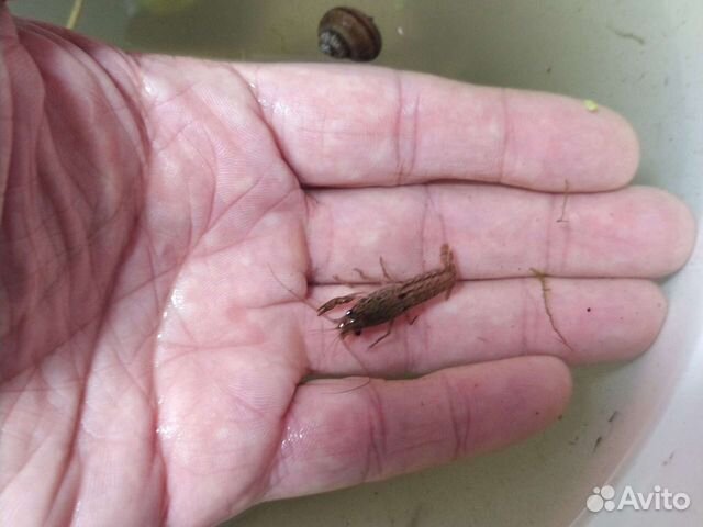 Аквариумные рыбки