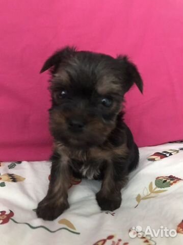 Йоркширский терьер