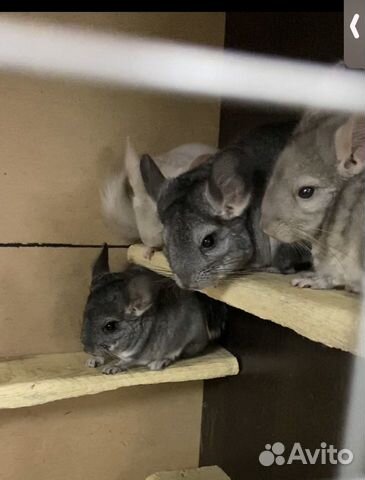 Шиншилла мама и детки