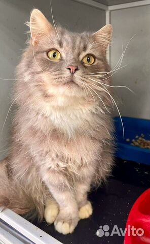 Красивейший котик Филя ценителям в Дар