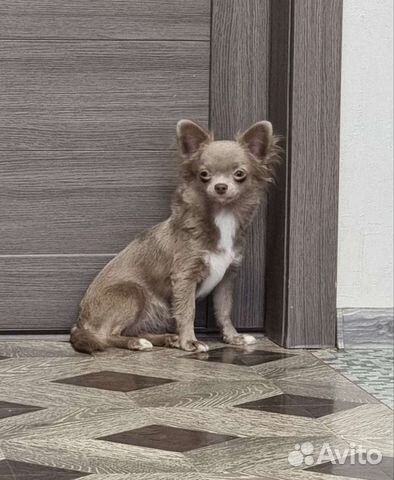 Чихуахуа лиловая девочка