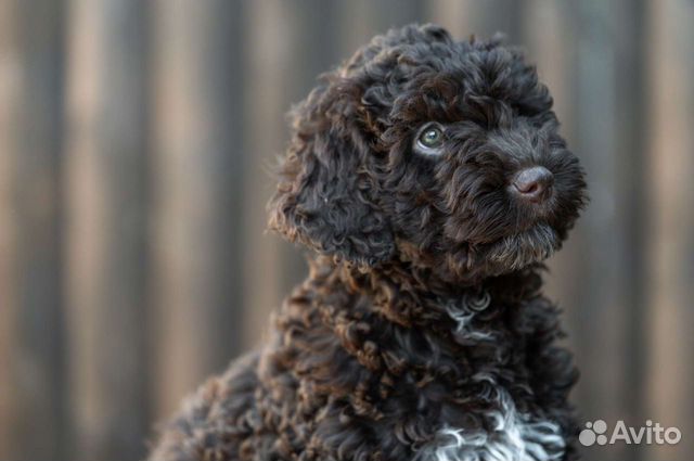 Шоколадная девочка испанской водяной собаки