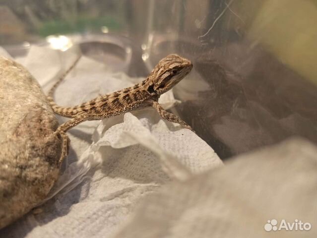 Бородатая агама