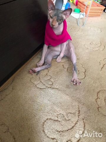 Донской сфинкс вязка