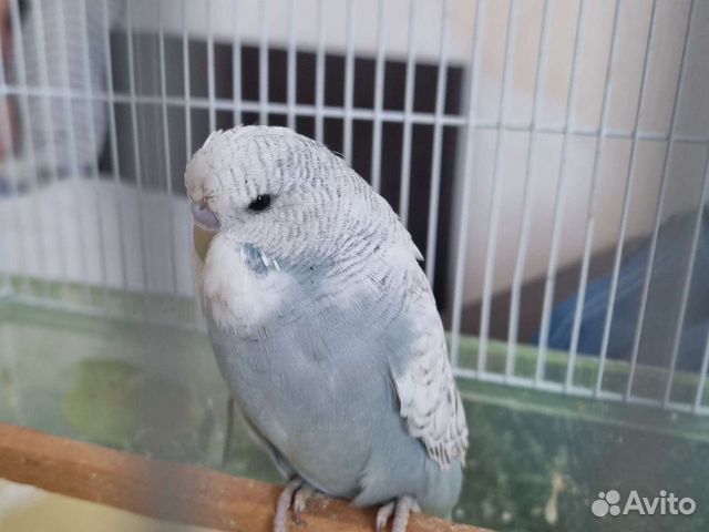 Молодой самец ввп