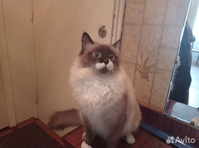 Сиамские кошки бесплатно