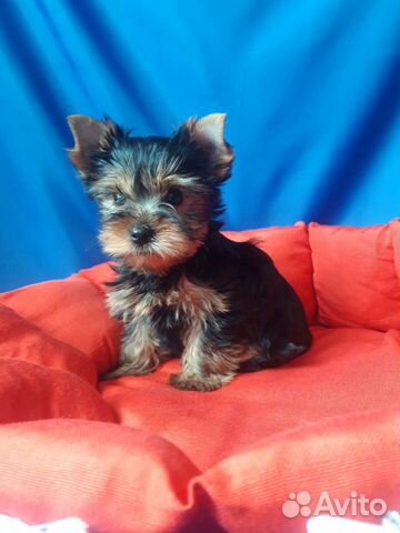 Прелестная девочка