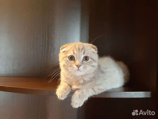 Шотландский вислоухий кот