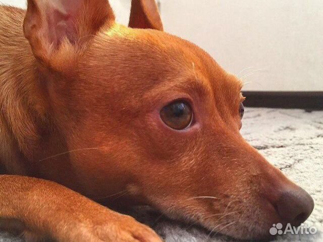 Серега ищет дом