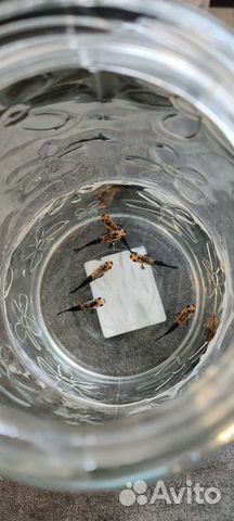 Моллинезия