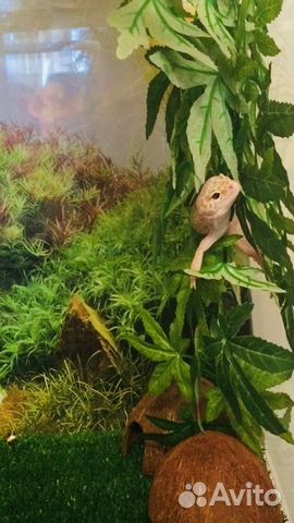 Эублефар с террариумом