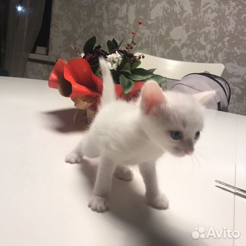 Котята в добрые руки бесплатно