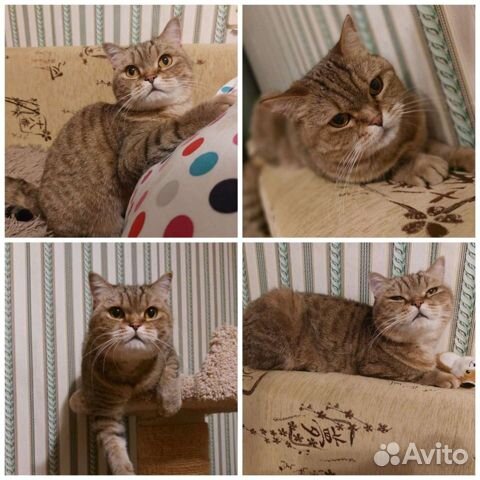 Британская кошка