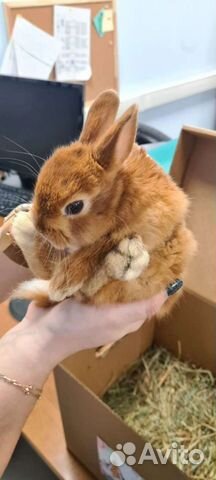 Декоративные кролики