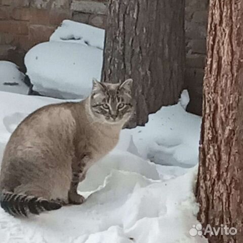 Котик Савелий ищет дом
