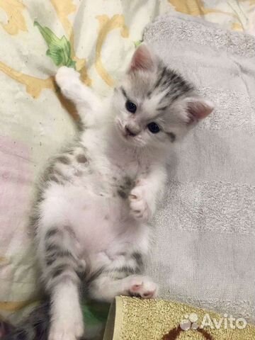 Котенок. Помесь британца