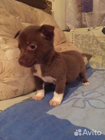 На срочном пристрое Собака щенок