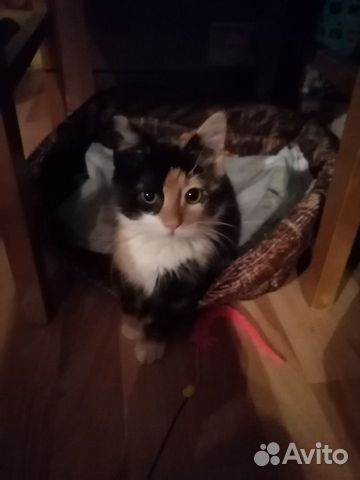 Отдам в хорошие руки котенка