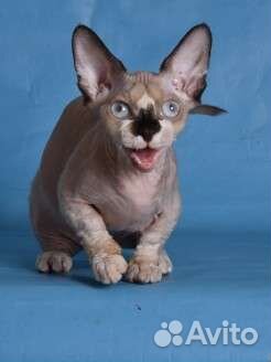 Бамбино кукольная девочка