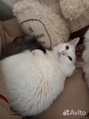 Кошка