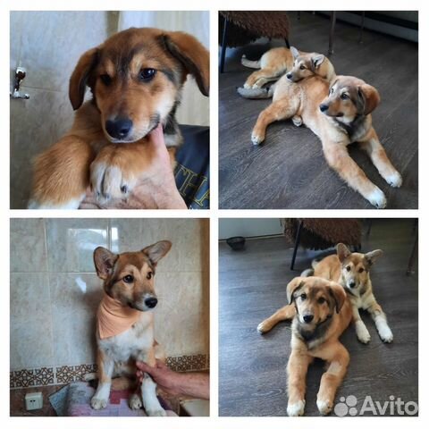 Собаки ищут ответственных хозяев