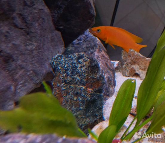 Рыбки Неолампрологус Марунгуэнзис, Лелеупи, Каудоп