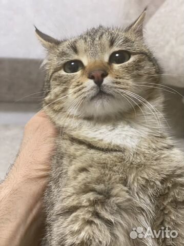 Кошка даром