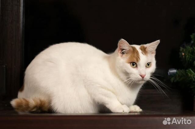 Кот Себастьян ищет дом