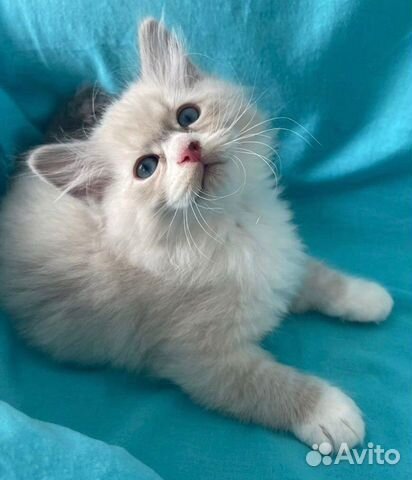 Котенок Невские Маскарадный