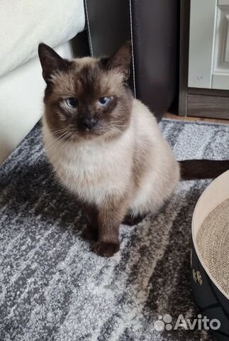 Отдам кота в добрые руки