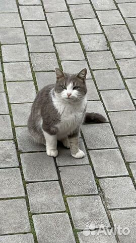 Кошечка в добрые руки