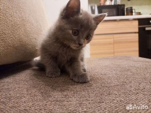 Котёнок, девочка. Помесь шотландской вислоухой и б
