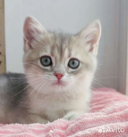 Британские котята