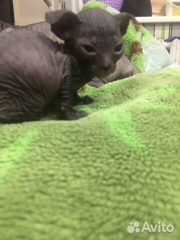 Донской сфинкс