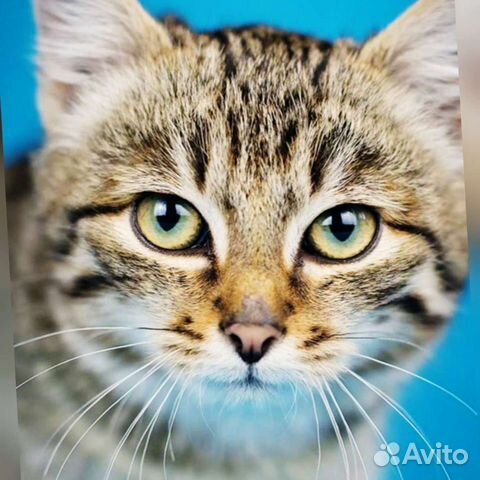 Помогу найти котёнка, кошечку, котика