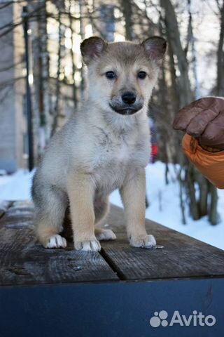 Щенок девочка Мася 2 мес