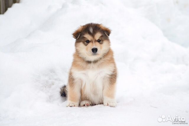 Щенки маламута редкого окраса