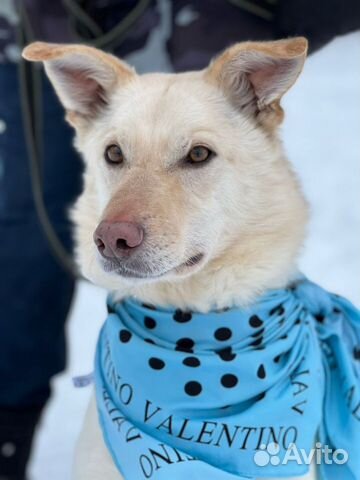 Смышленный пёс ищет дом